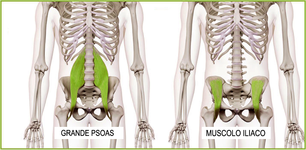 Psoas: il muscolo dell'anima per allontanare ansia e stress | Yoga n' Ride Psoas: il muscolo dell'anima per allontanare ansia e stress | Yoga n' Ride